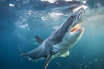 Amazon.com: Sharks Underwater World (No.010268) Poster Art Print on ...