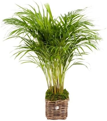 Plante d'intérieur de Botanicly – Palmiste multipliant – Hauteur: 85 cm ...