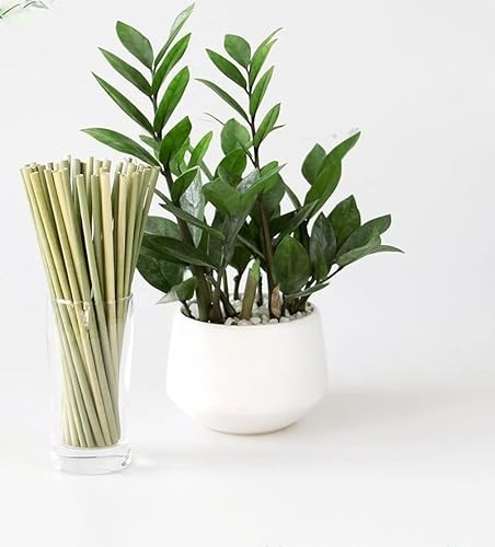 Ayra Eco-friendly Grass Drinking Straw price in Saudi Arabia | Amazon ...