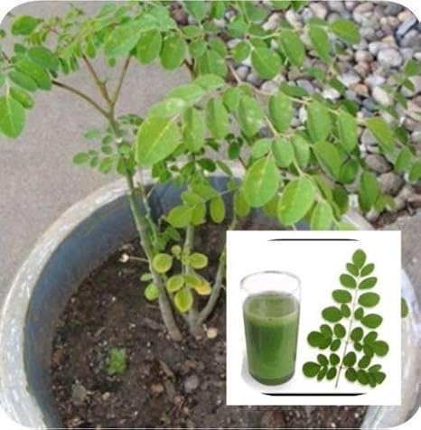 （100pcs Seeds）Malunggay Seeds from The Philippine Bureau of Plant ...