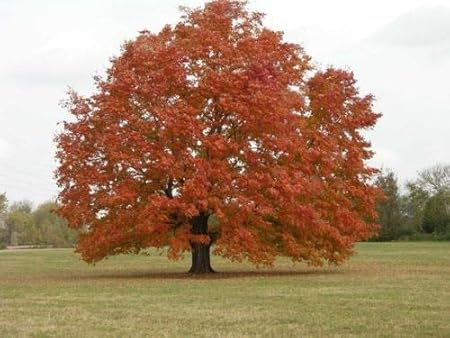 Amazon.com : Red Maple Tree - Heavy Established Roots : Garden & Outdoor