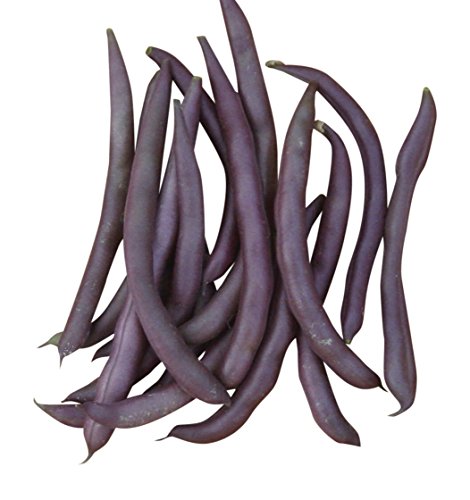 How To Grow Bountiful Beans! - MyGreenTerra - GrowYourOwn