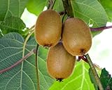 Kiwi fruit - How to grow & care