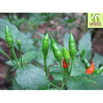 Amazon.com : Kanthari Chili Pepper, Indian White Bird's Eye, Chili- 10 ...
