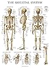 Palace Learning Skeletal System Anatomical Chart - LAMINATED - Human Skeleton Poster in Oman ...