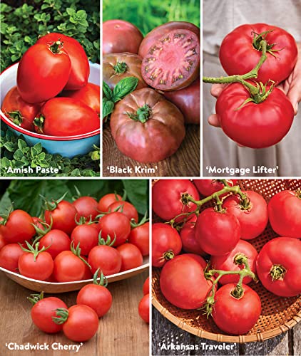Burpee Favorites 10 Packets of Non-GMO Tomato Planting Heirloom Seeds ...