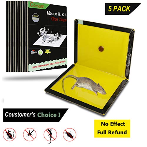 Best Glue Traps for Mice and Rats | Mouse Glue Traps | Reviews & Guide