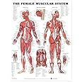 The Female Muscular System Anatomical Chart