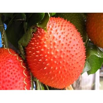 Amazon.com : 2 GAC FRUIT Gac Melon Vine Momordica Cochinchinensis Seeds ...
