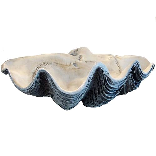 Treasure Gurus GIANT 22" CLAM SHELL tridacna gigas WHITE CLAMSHELL in ...