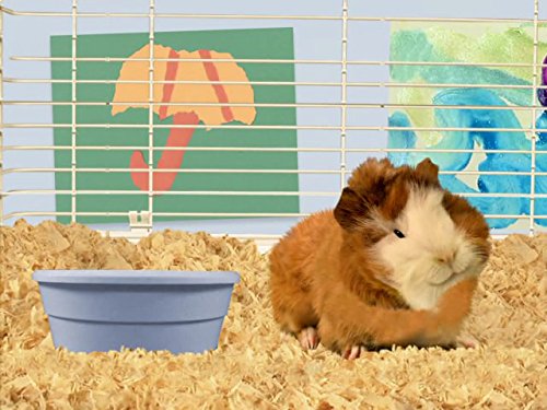 Watch Wonder Pets - Season 1 (English voice over) | Prime Video