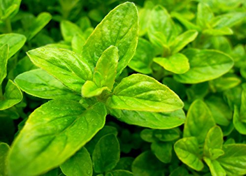 Golden French Oregano aromatic herb with golden leaves for ...