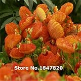 Calceolaria Herbeohybrida - How to grow & care