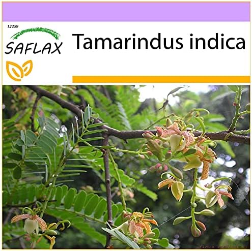 Tamarind - 4 Seeds - Tamarindus Indica price in Saudi Arabia | Amazon ...