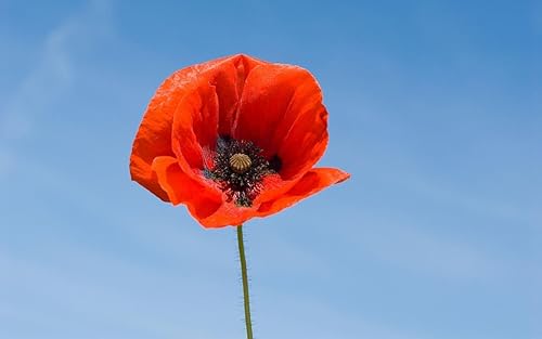 Red Poppy, 100+ Seeds, Worlds Most Popular Flower, Stunning Red Poppies ...