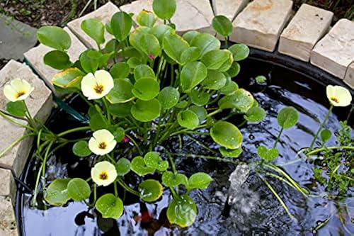 Golden Water Poppies (Hydrocleys Nymphoides) - Easy Live Pond Plants in ...