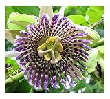Passiflora ligularis - How to grow & care