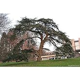 Amazon.com : Cedrus libani (Lebanon Cedar) Tree Seeds, Pyramidal Shape ...