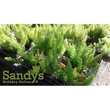 Amazon.com : Asparagus densiflorus Mazeppa - Asparagus Foxtail Fern ...