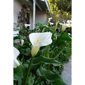 Amazon.com : Giant White Calla Lily Bulbs : Garden & Outdoor
