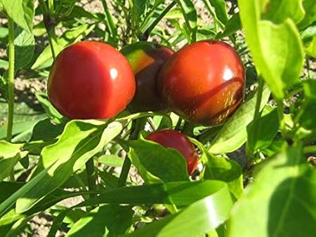 Amazon.com : Sweet Cherry Pepper - So Tasty!!!! Sweet & Delicious ...