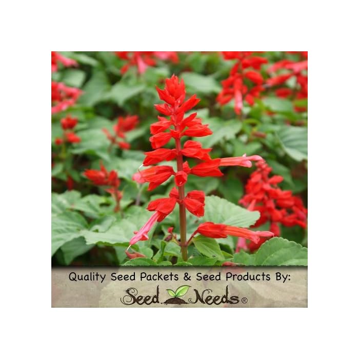 Buy Seed Needs, Scarlet Red Sage Seeds for Planting (Salvia coccinea ...