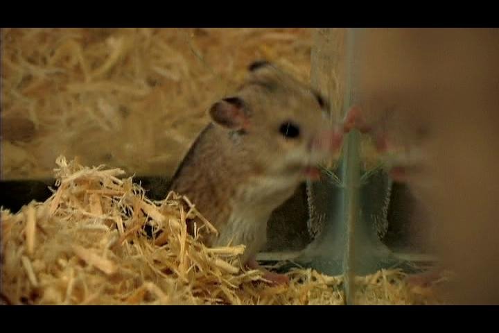 Watch How to Pick a Healthy Hamster on Amazon Live