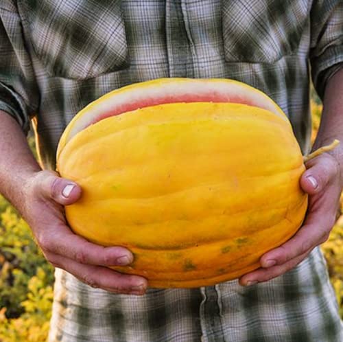 CHUXAY GARDEN Royal Golden Watermelon 10 Seeds Favorite Sweet Yellow ...