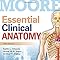 Moore Essential Clinical Anatomy: Moore, Keith L., M.D., Agur, Anne M ...