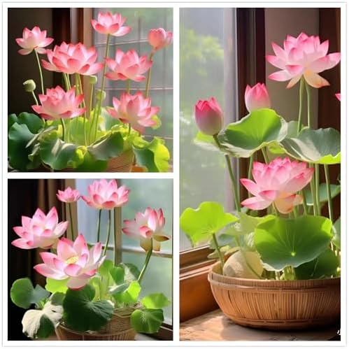 Lotus Flower Seeds, 30+ Bowl Lotus Seeds, Water Lily Seeds, Aquatic ...