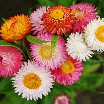 Amazon.com : 100 TALL DOUBLE MIXED COLORS STRAWFLOWER Helichrysum ...