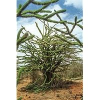 Amazon.com : Madagascar Ocotillo Tree Seeds for Planting - Alluaudia ...