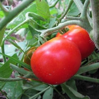 Amazon.com : Florida 91 F1 Hybrid Tomato Seeds - Good yields of 9 to 11 ...