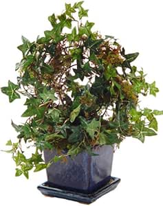 Amazon.com: MINI ENGLISH IVY WREATH TOPIARY 13"H. : Home & Kitchen
