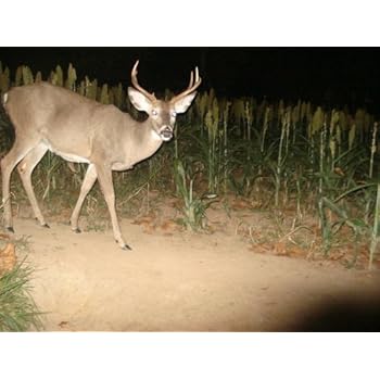 Amazon.com : 100 WILD GAME FOOD PLOT SORGHUM aka MILO Deer & Game Bird ...