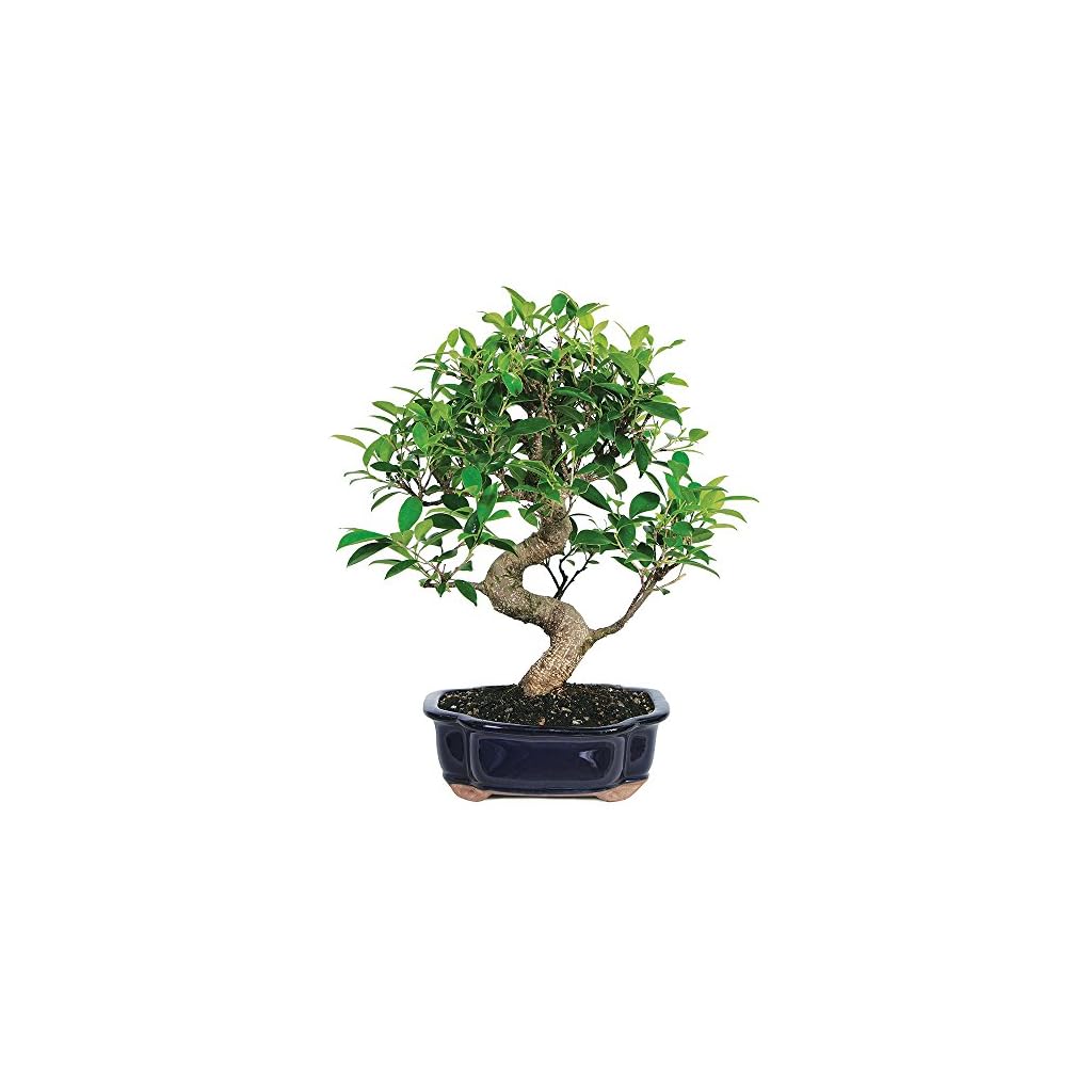Brussel's Live Golden Gate Ficus Indoor Bonsai Tree - 4 Years Old; 5 ...