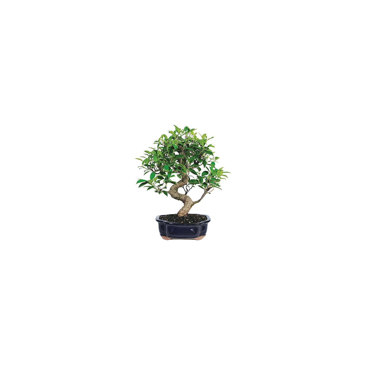 Brussel's Live Golden Gate Ficus Indoor Bonsai Tree - 4 Years Old; 5 ...