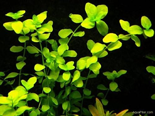 Bacopa Australis x1 ramo - Plantas para acuarios: Amazon.es: Jardín
