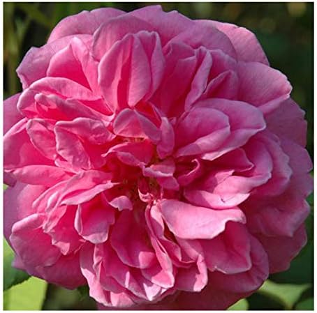 Rosa Peter Beales ‘Sandringham’ Shrub Rose – BigaMart