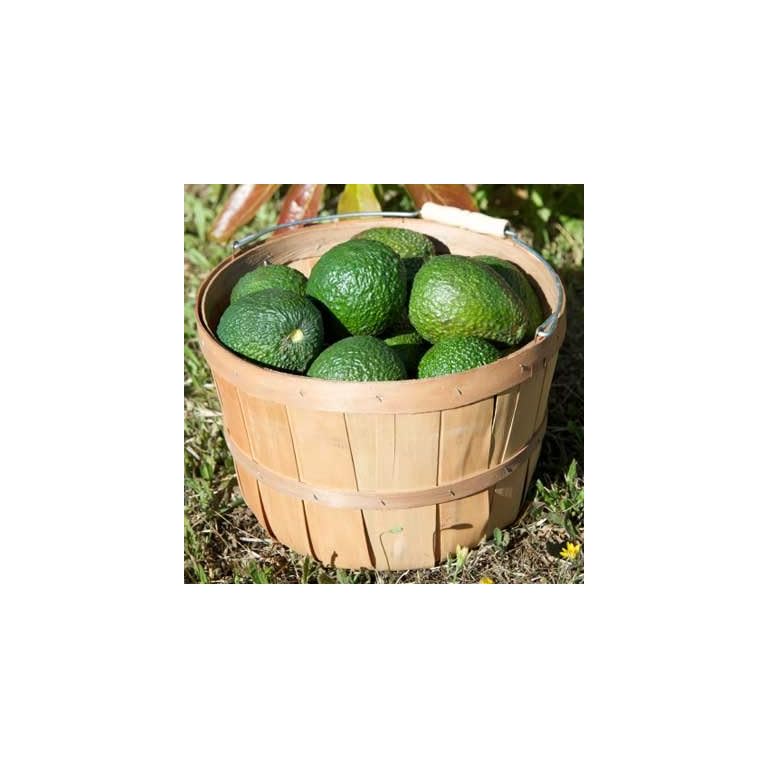 Brighter Blooms - Cold Hardy Avocado Tree, 1-2 Ft. - Indoor/Outdoor ...