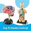 Learning Resources Anatomy Models Bundle Set - Skeleton and Physiology, Human Body Model ...