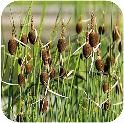 Miniature Bullrush 'Typha Minima' Aquatic Pond Plant Complete Kit with ...