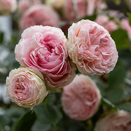Heirloom Roses Rose Bush - The Eden® Climbing Plant, Live Plants for ...