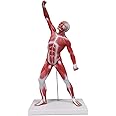 Amazon.com: Ultrassist Human Anatomy Muscle Model, 20” Muscular System ...