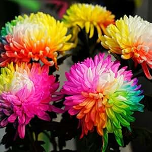 Amazon.com: 1 Bag 20 Pcs Rainbow Chrysanthemum Seeds-Easy Grow ...