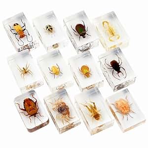 Amazon.com : Acrylic Encased Insect Specimens One Dozen Assortment ...