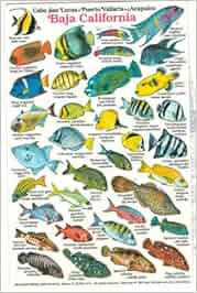 Mexico Field Guide: Reef Fish: Alina Saurez: 9781888538281: Books ...