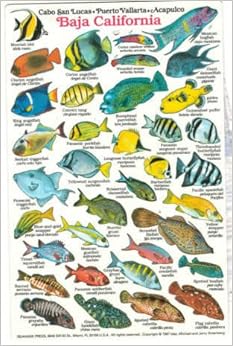 Buy Reef Fish: Baja California - Sea of Cortez - Pacific Coast (Mexico ...