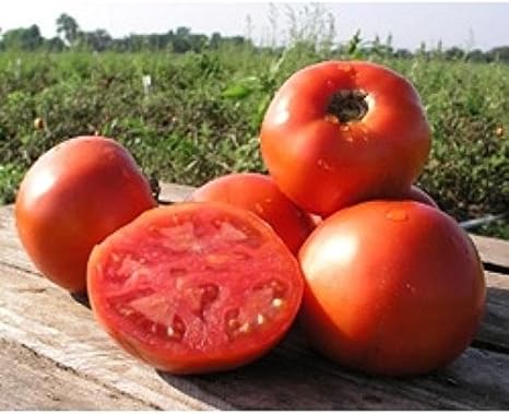20 Seeds of Tomato Shady Lady F1: Amazon.co.uk: Garden & Outdoors