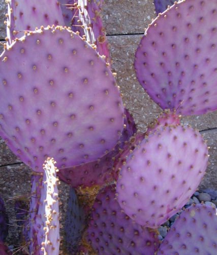Il magico cactus viola che cresce nel deserto del Durango—MEXICO ...